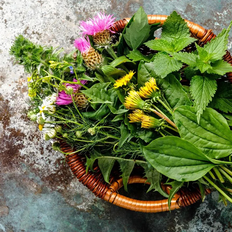 Wildkräuterwanderung "Die Wildkräuter in meiner Stadt Afterwork" - LUGA