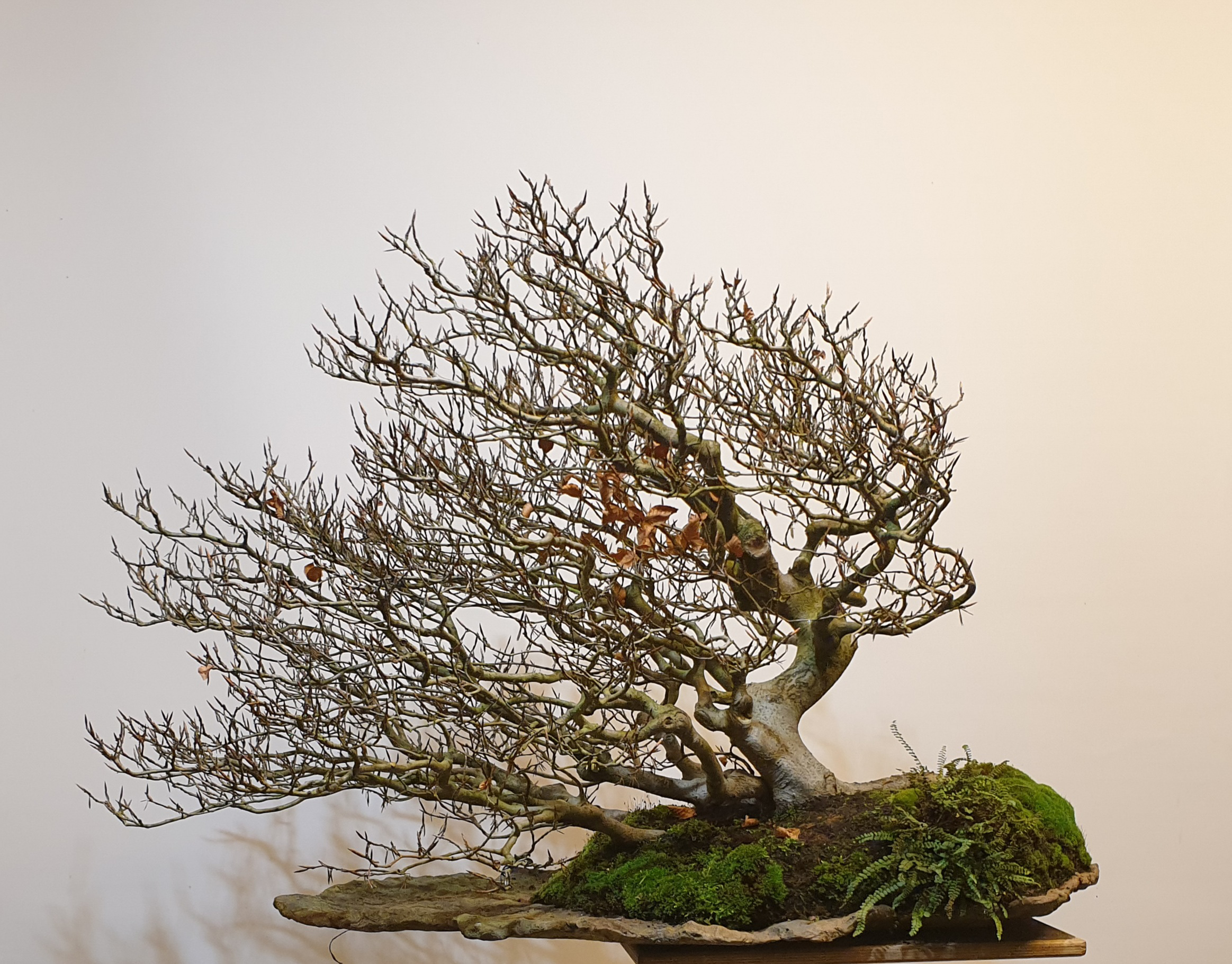 Exposition de Bonsai - LUGA