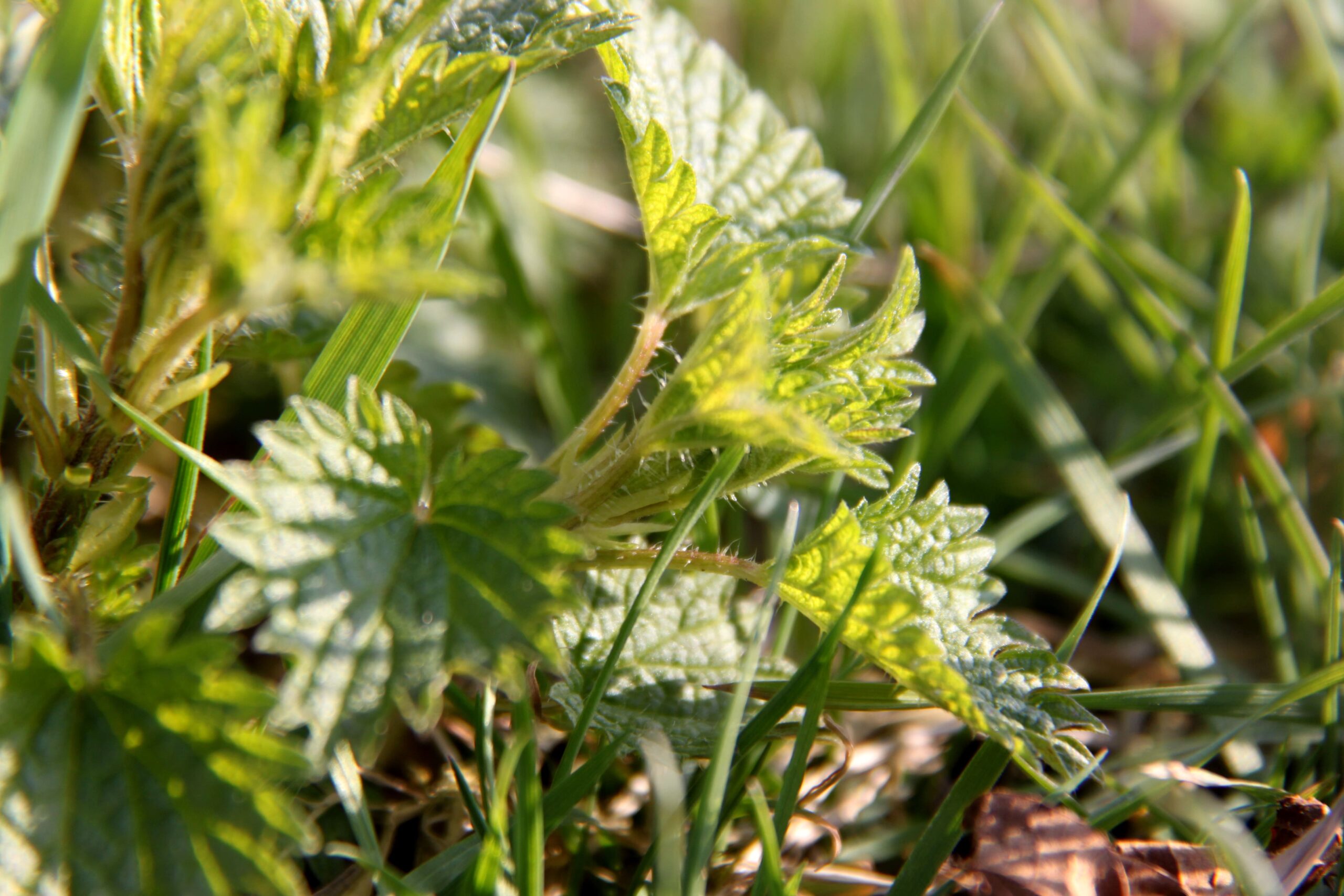 Lunchtime Wildpflanzenwanderung - LUGA