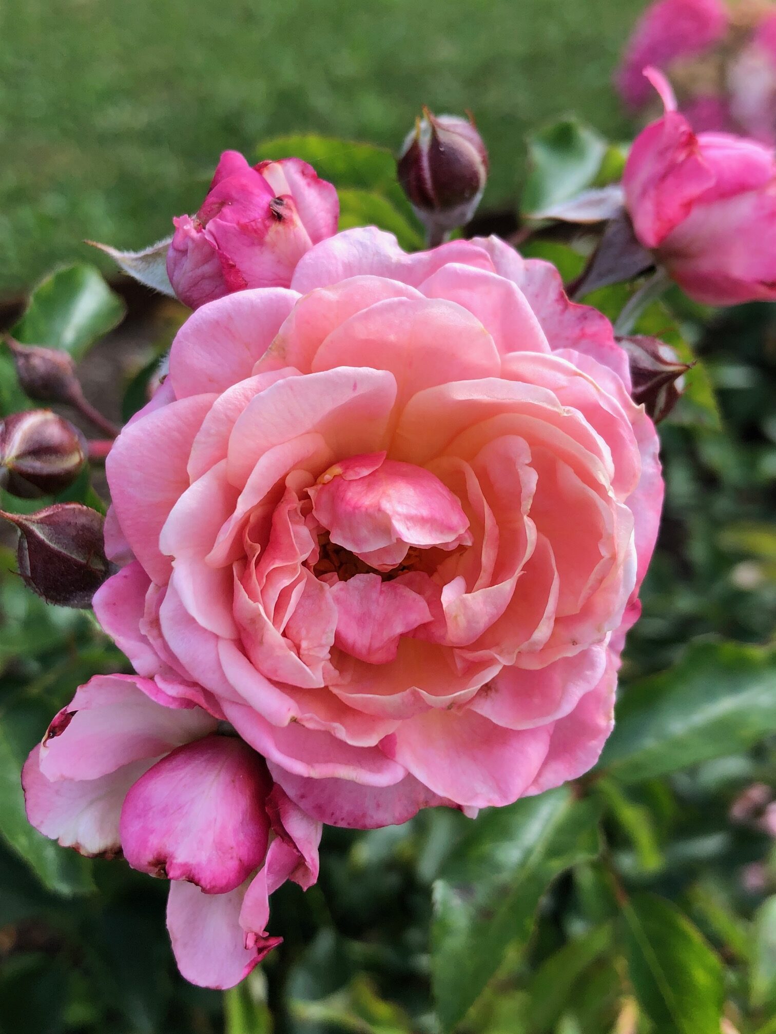 Weekend de la rose - LUGA