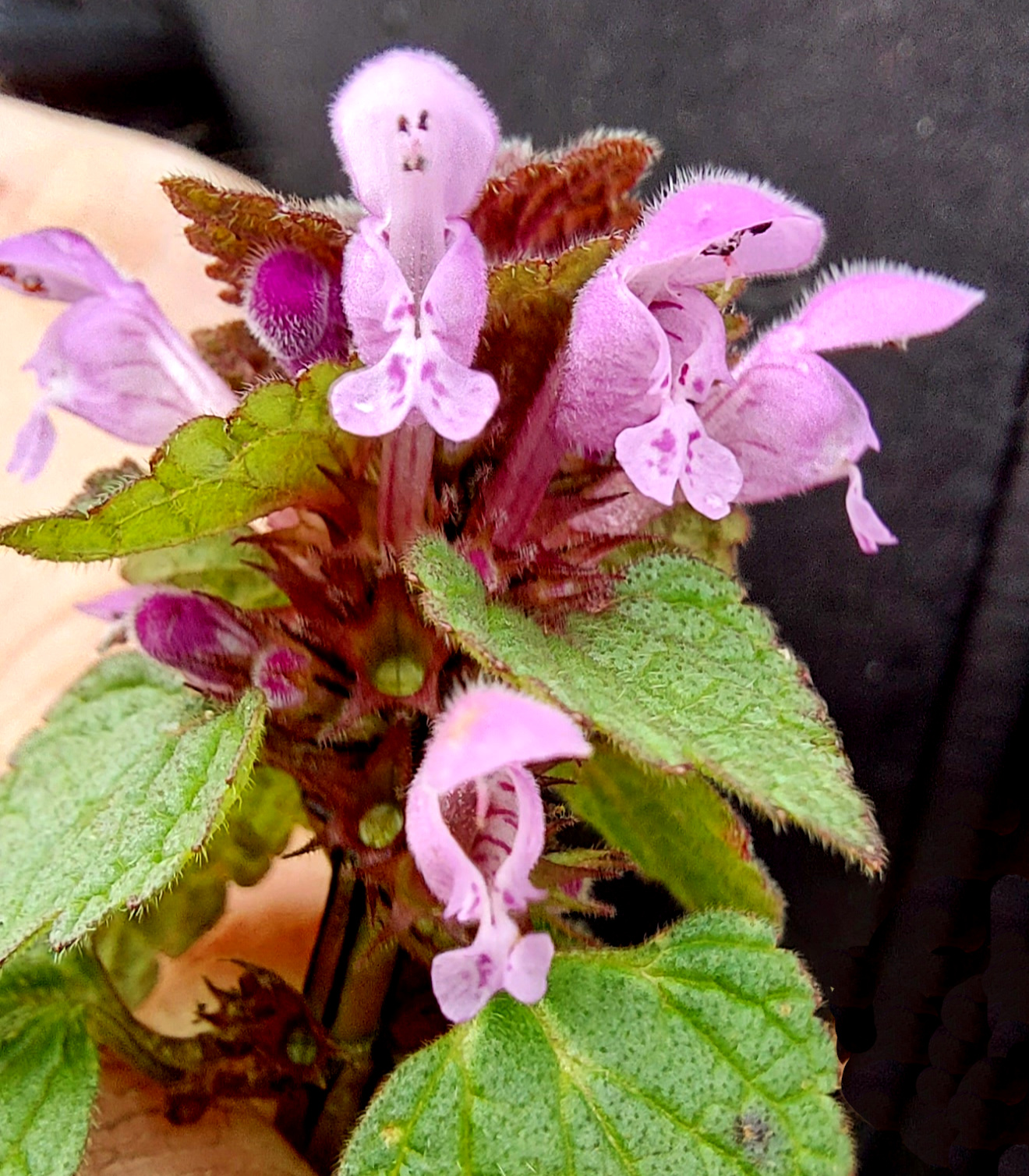 Wildpflanzenwanderung - LUGA