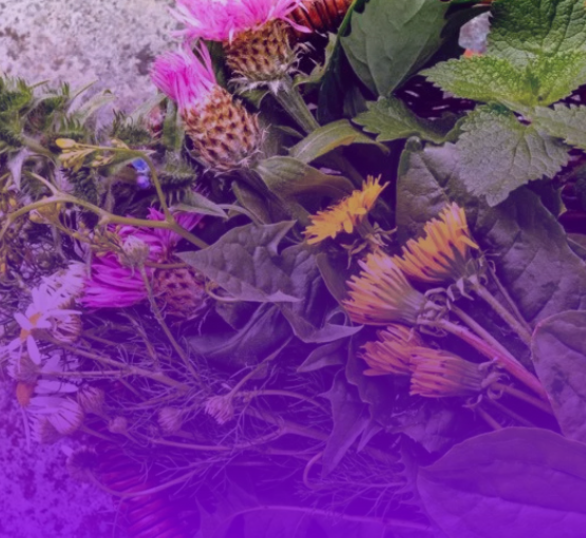 Wildkräuterworkshop - LUGA