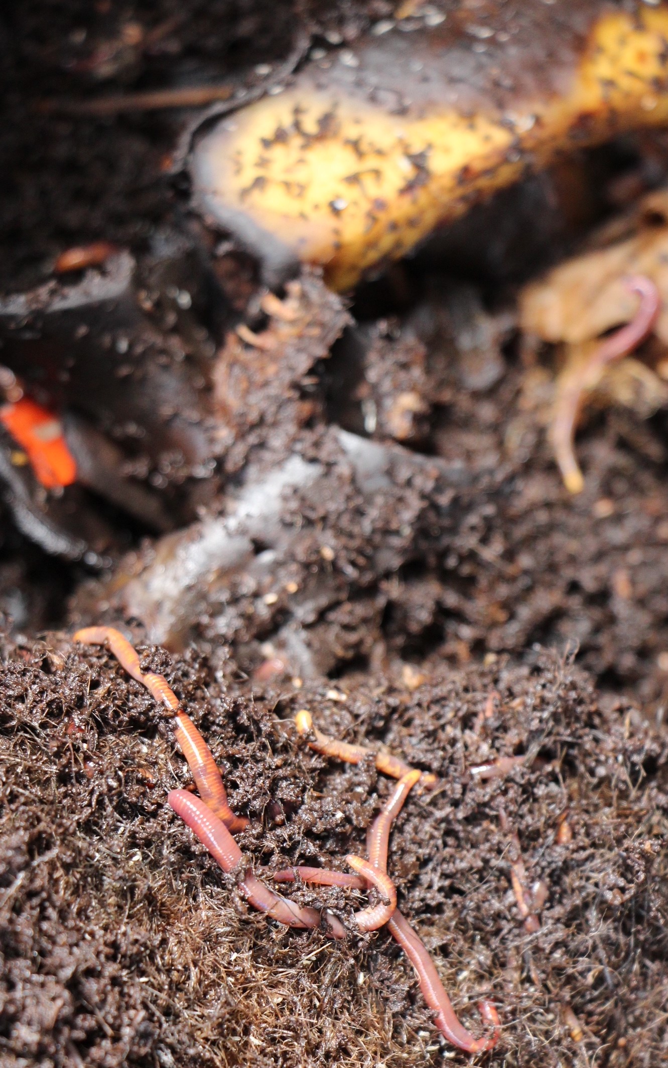 Le vermicompostage à la maison, en toute simplicité. - LUGA