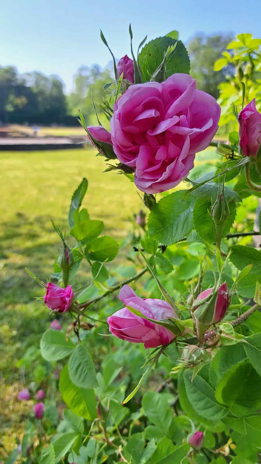 HISTORY AND STORIES ABOUT THE ROMAN GARDEN AND ITS PLANTS - LUGA