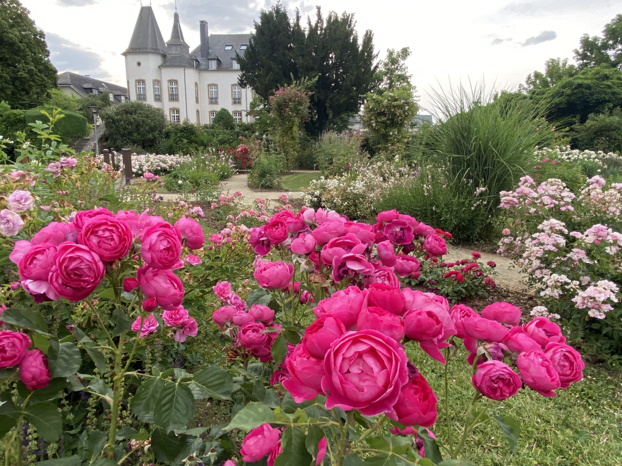 Visite guidée de la roseraie dans le parc du château de Munsbach - LUGA