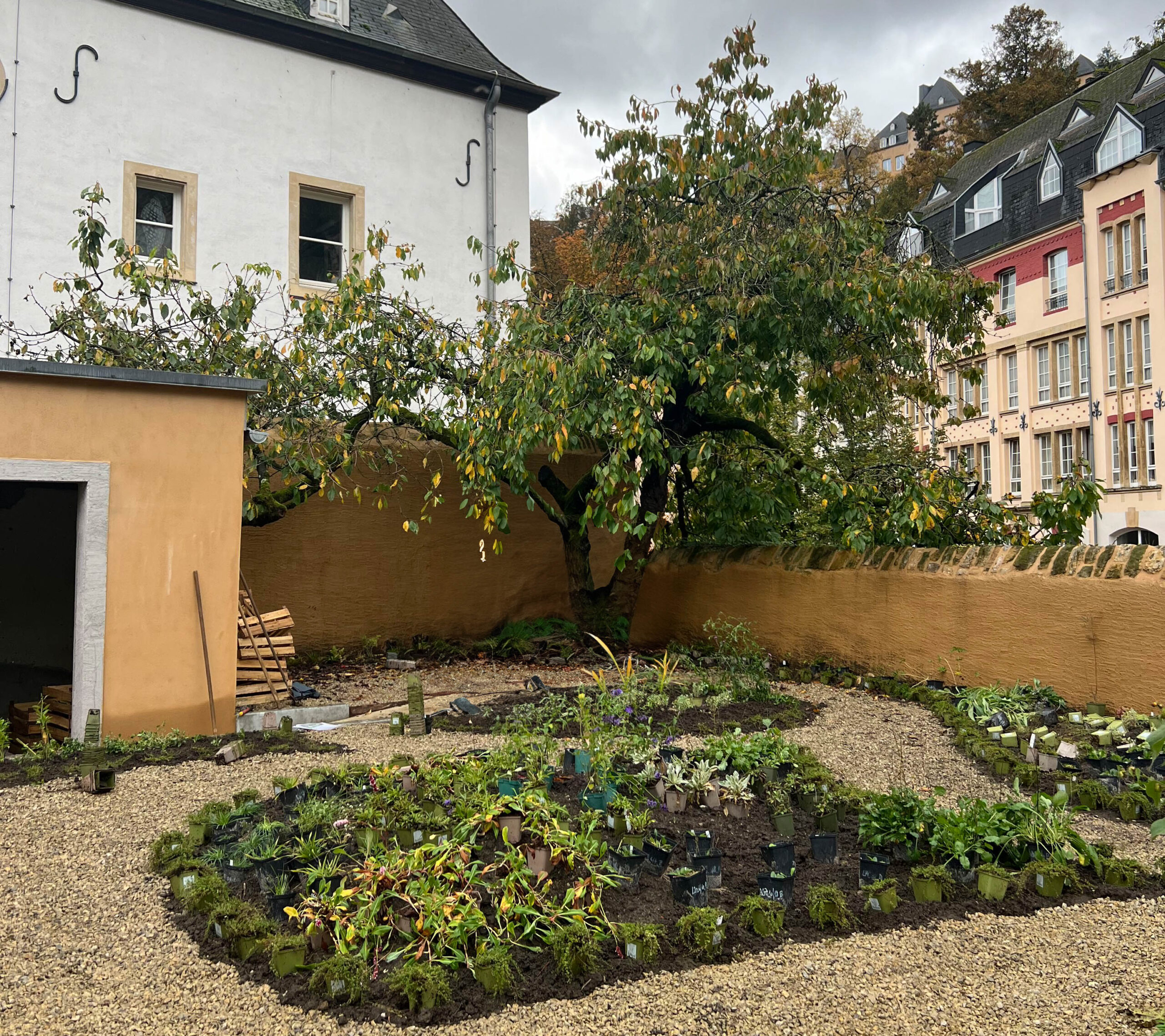 Institutional Partners on trail: Meditation: Under the cherry tree - LUGA