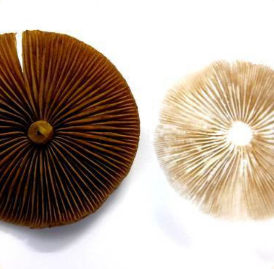 Atelier impression de spores – l’Art de la nature - LUGA