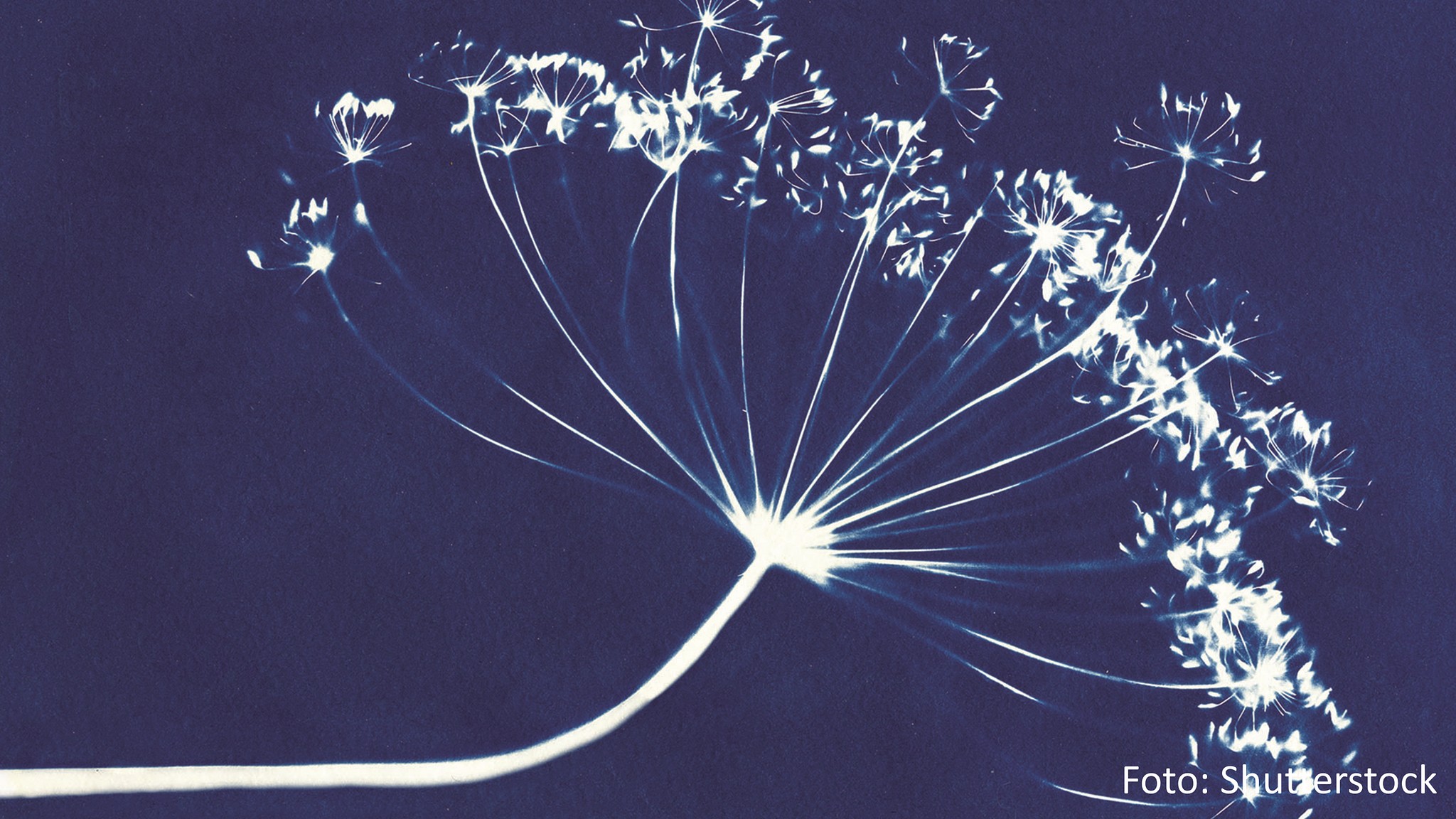 De Bloe Herbarium - LUGA