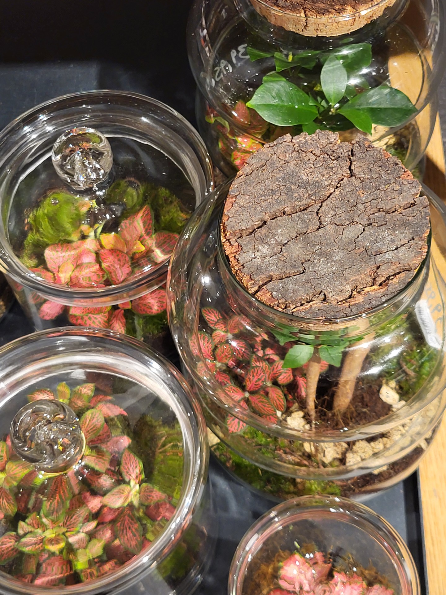 Terrarium Créatif - LUGA